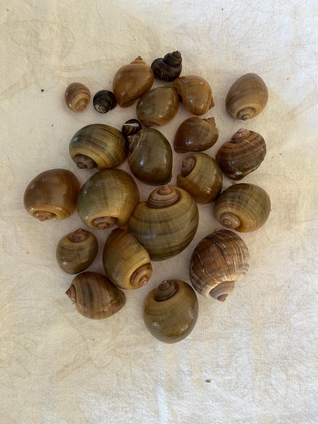 15+ Apple Snail Shells - Etsy