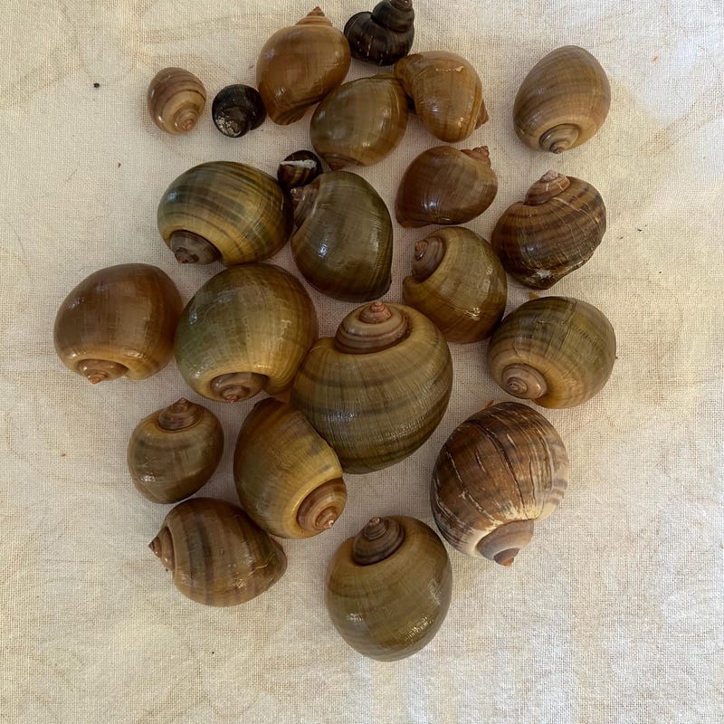 Apple Snail Shell - Etsy