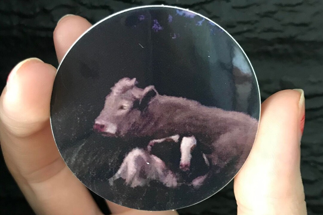 Two-headed Calf Sticker 2x2 Waterproof Vinyl - Etsy