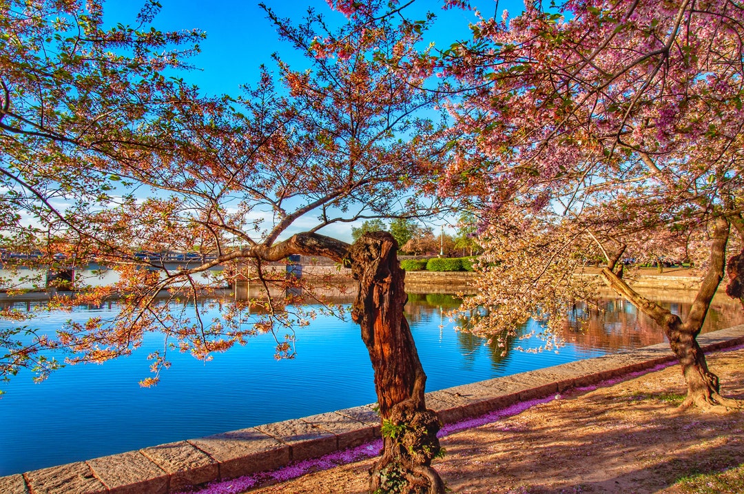 Stumpy the Cherry Blossom - Etsy