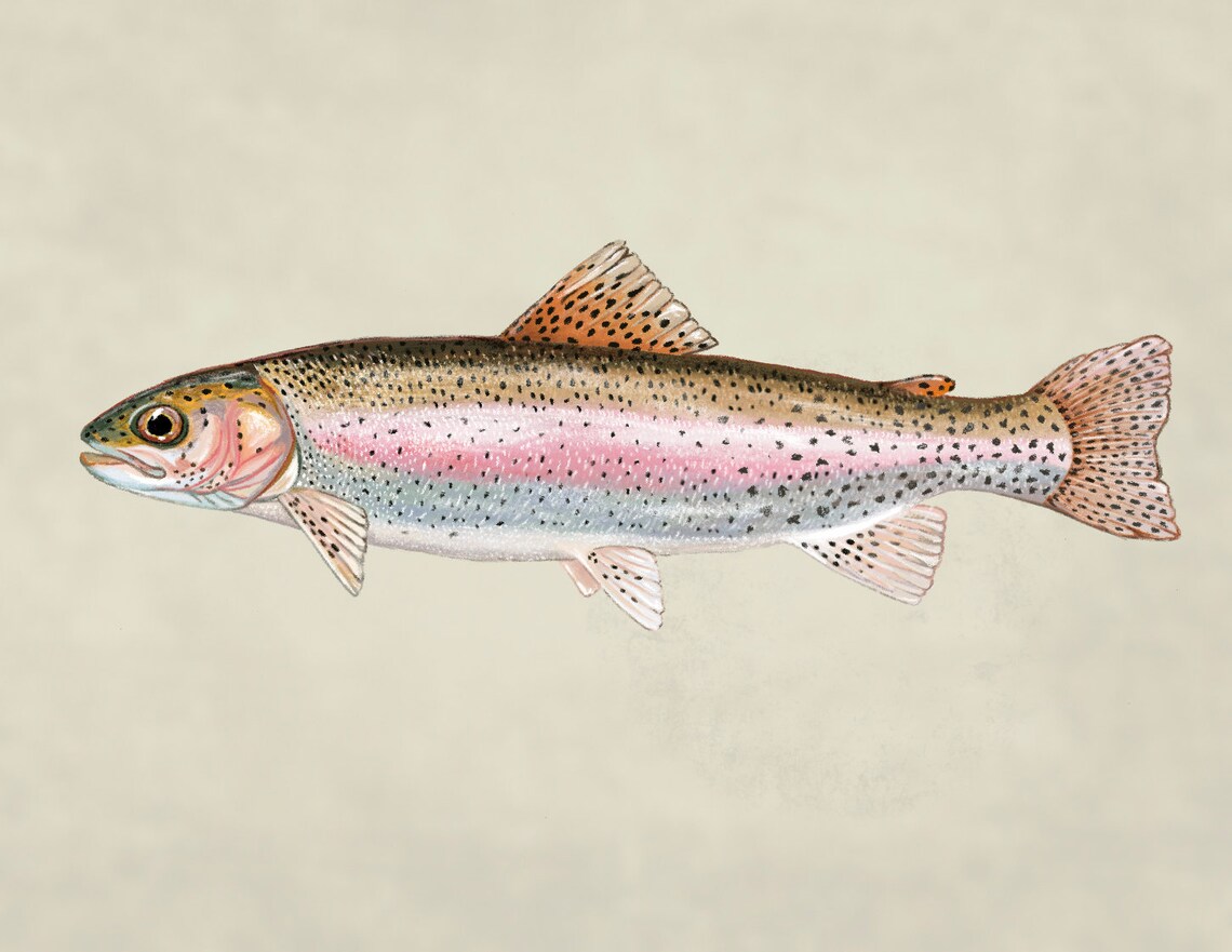 Hand Drawn Rainbow Trout Design png - Etsy