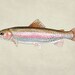 Hand Drawn Rainbow Trout Design png - Etsy