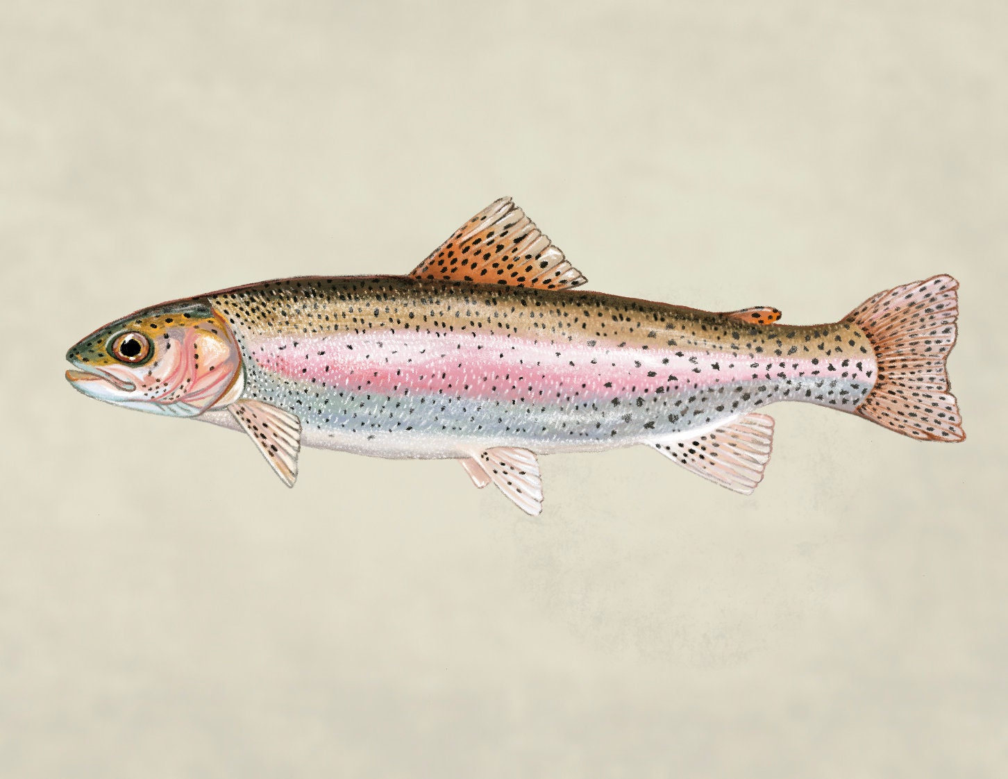 Hand Drawn Rainbow Trout Design (png) - Etsy