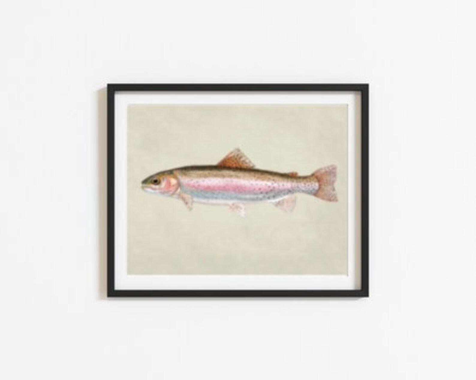 Hand Drawn Rainbow Trout Design (png) - Etsy