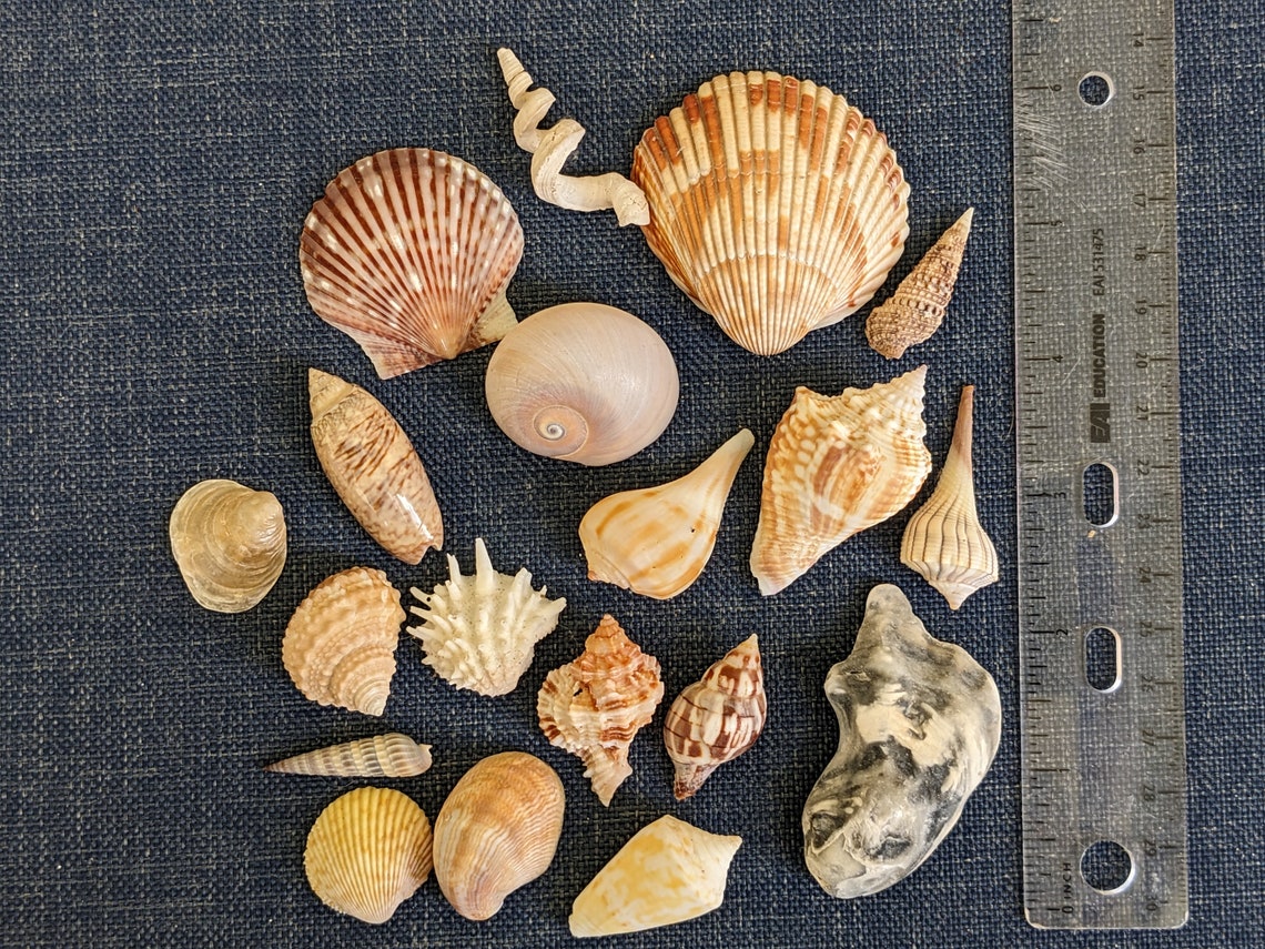 Florida Seashell Curated Collection Medium - Etsy