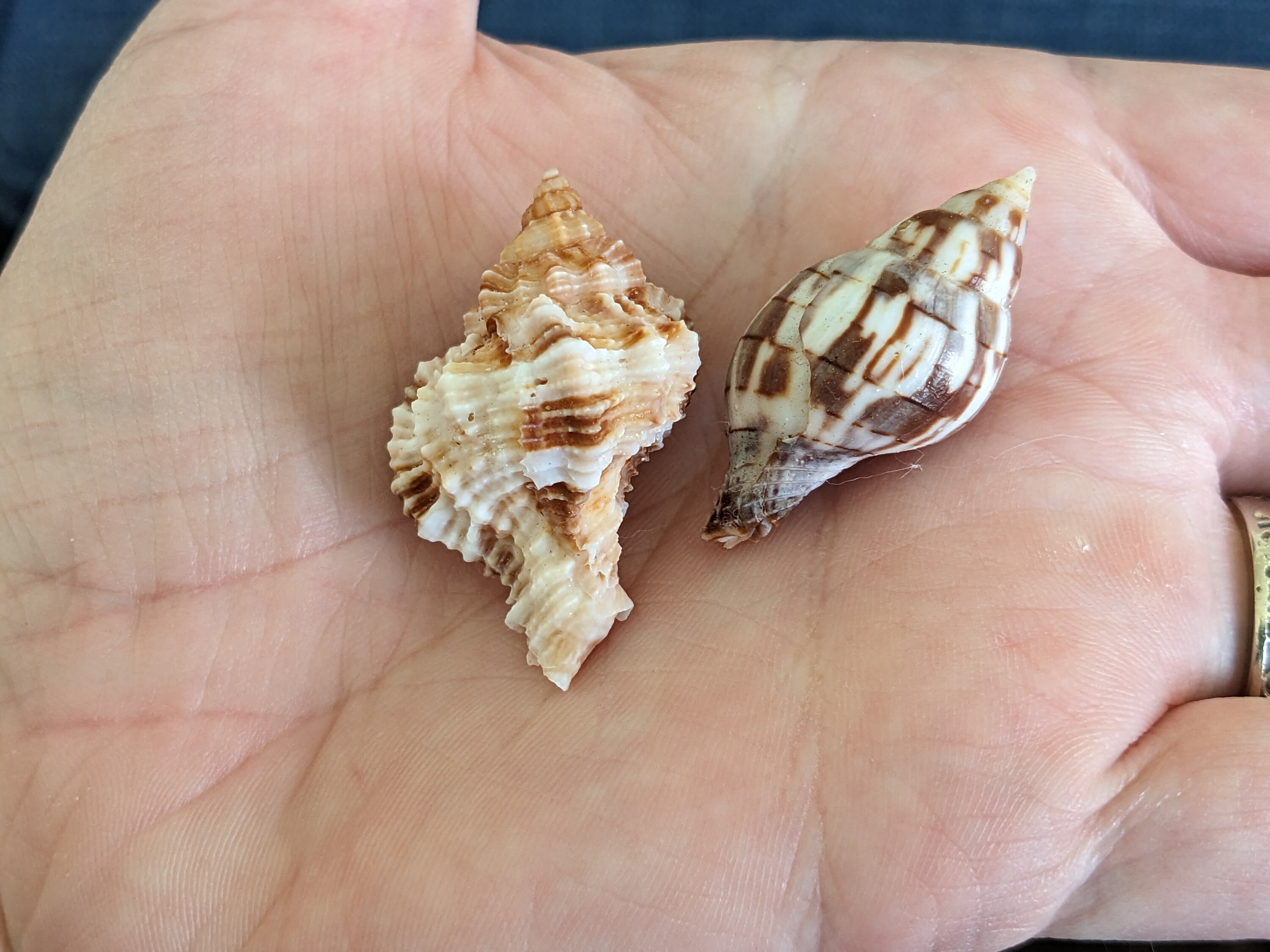 Florida Seashell Curated Collection - Medium - Etsy