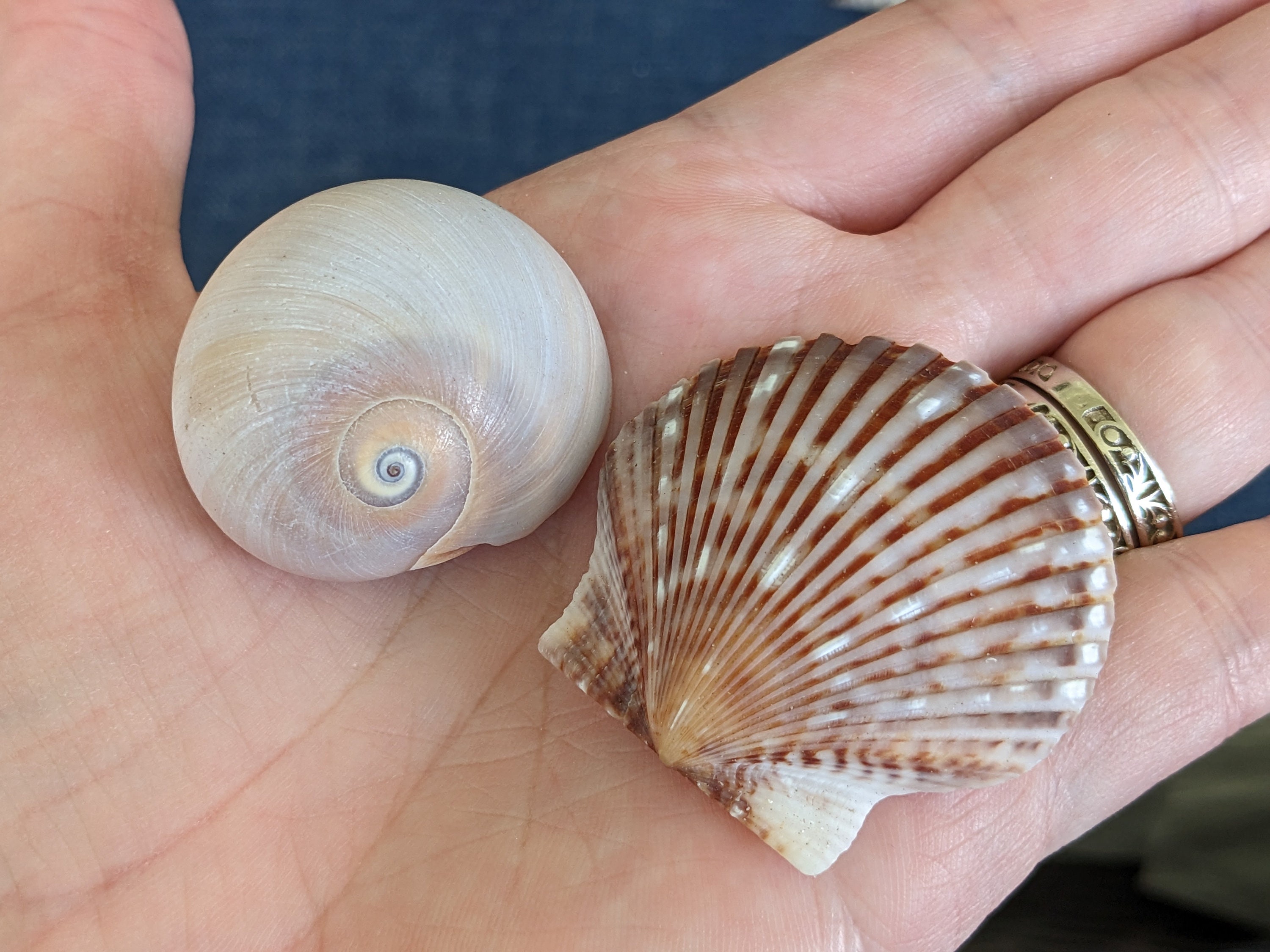 Florida Seashell Curated Collection - Medium - Etsy