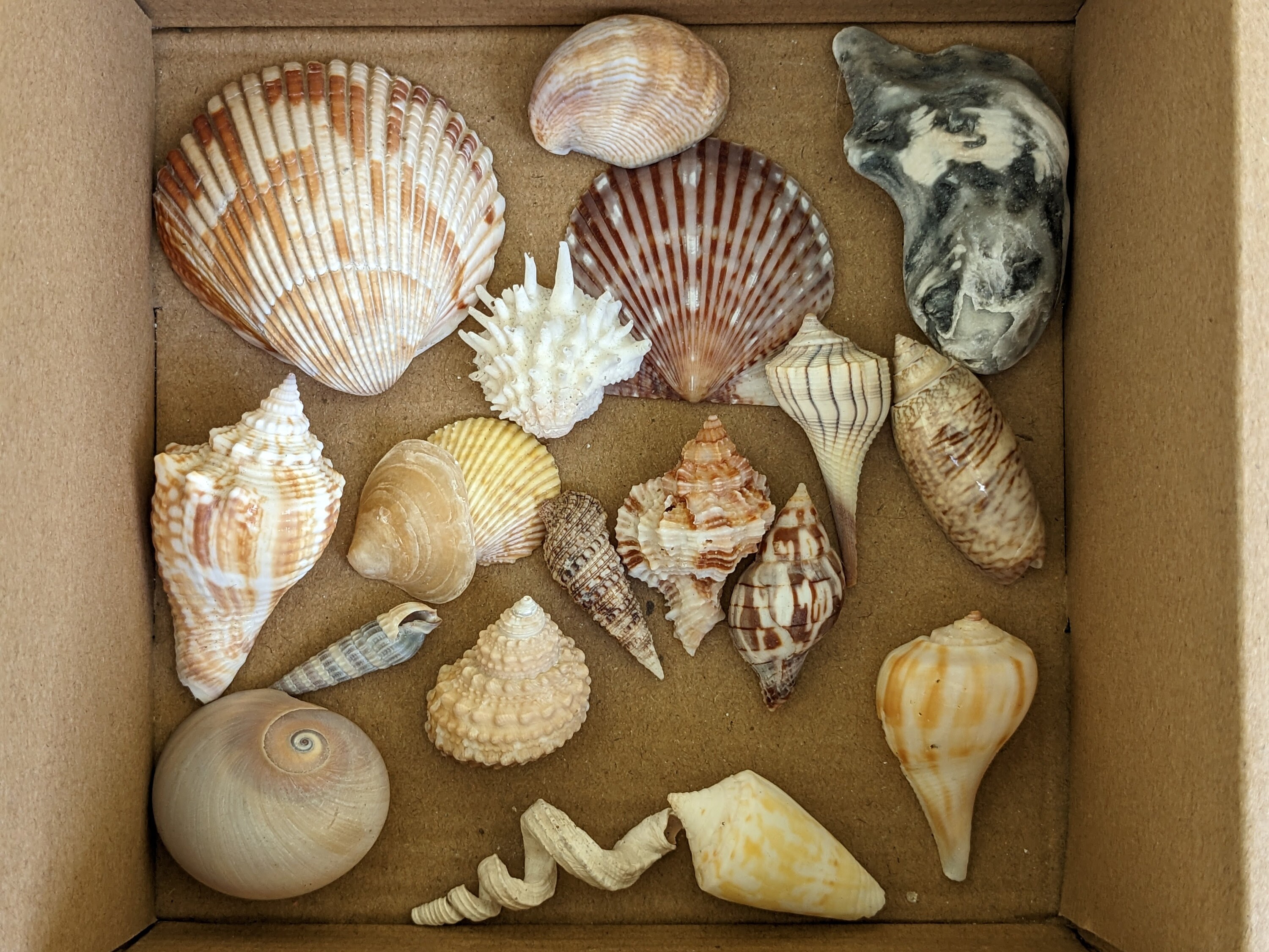 Florida Seashell Curated Collection - Medium - Etsy