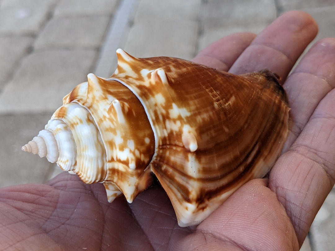 Florida Fighting Conchs (sets of 2) - Etsy