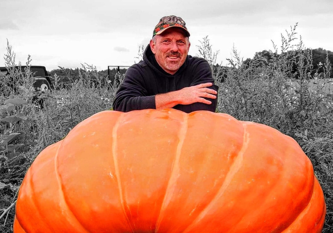 Premium Proven Giant Pumpkin Seeds From 1296lb X 1454 Lb Pumpkin With ...