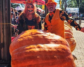 Giant Pumpkin Seeds From Proven Genetics Ginormous World Record Size ...