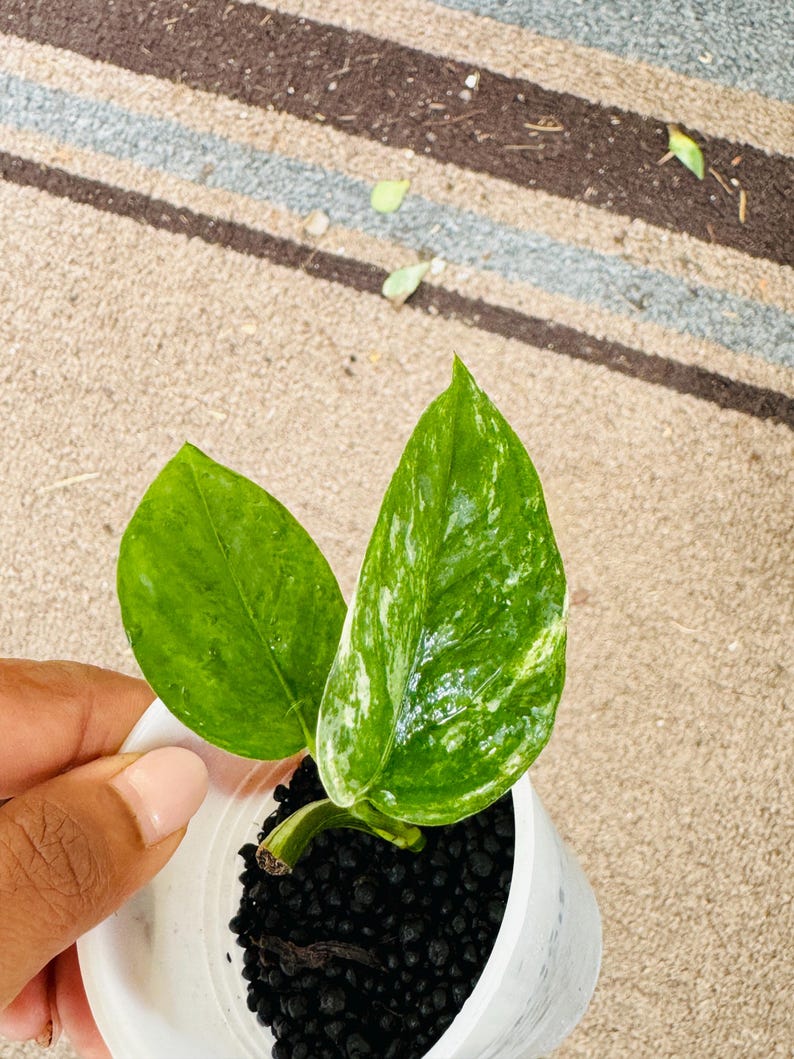 Bali Hanuman Epipremnum Plants/ Varigated/ USA/ 2 Day Shipping - Etsy