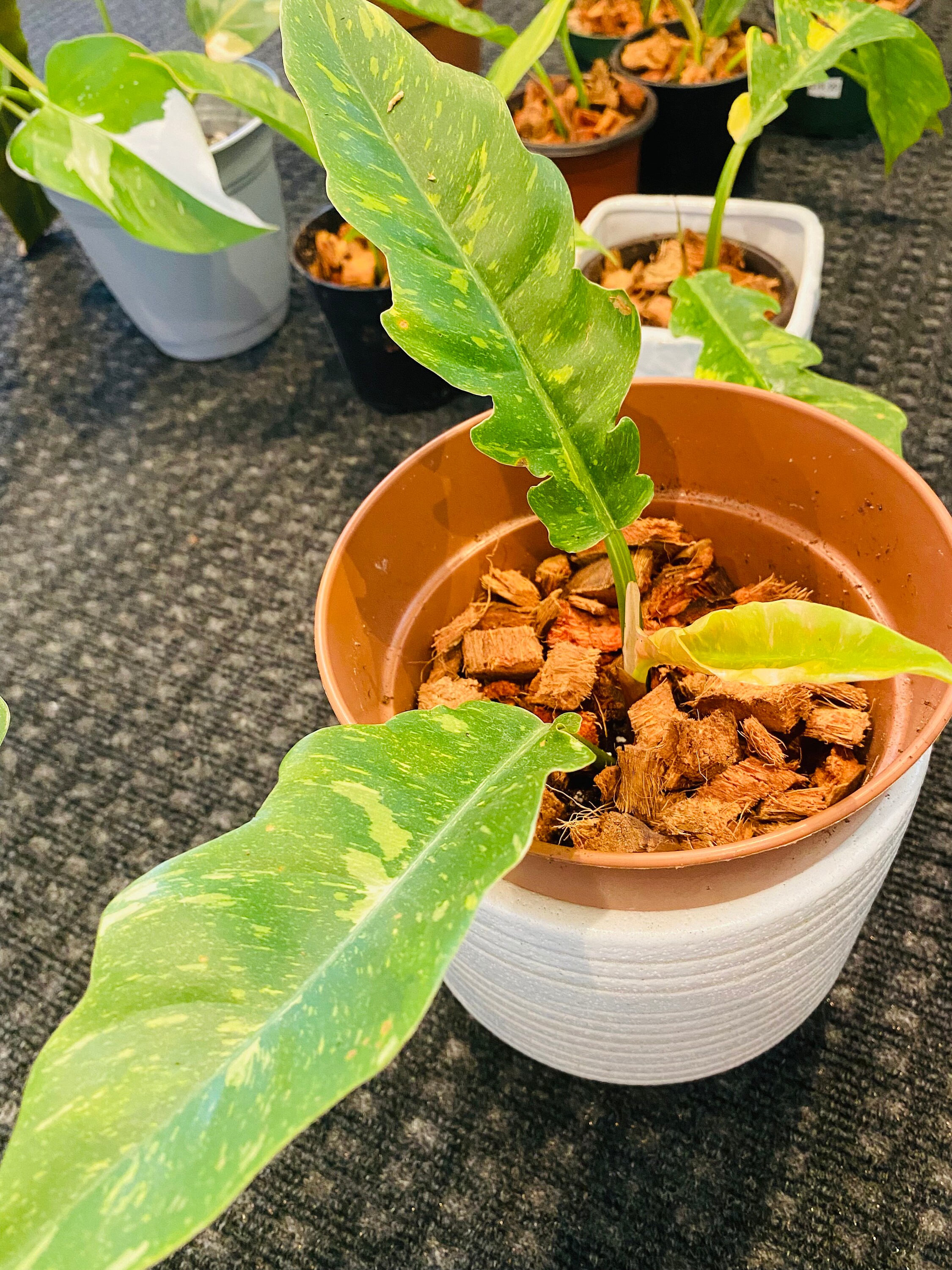 Philodendron Ring of Fire3 /high Color Variegated/ Rare Plant/ US - Etsy