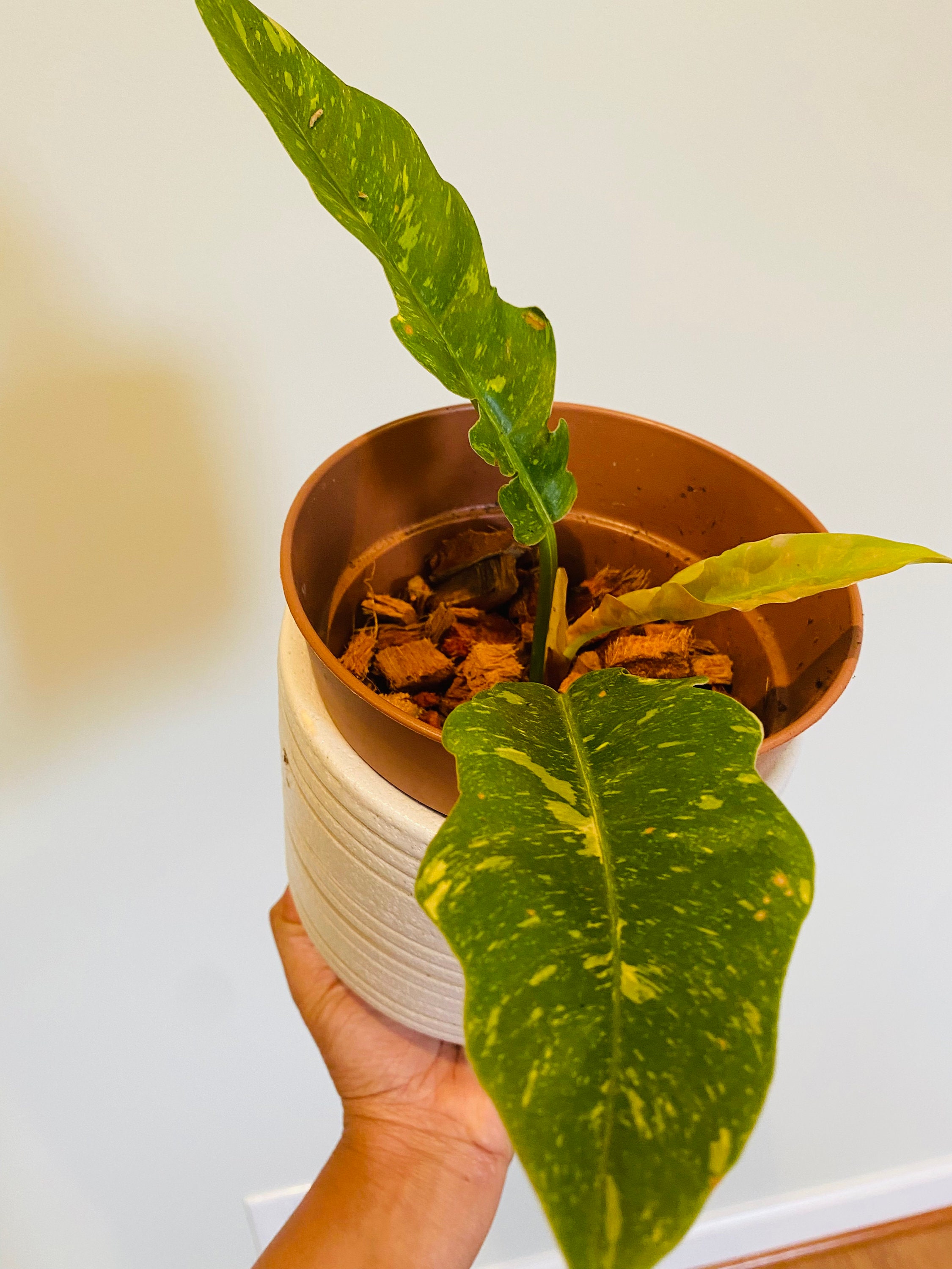 Philodendron Ring of Fire3 /high Color Variegated/ Rare Plant/ US - Etsy