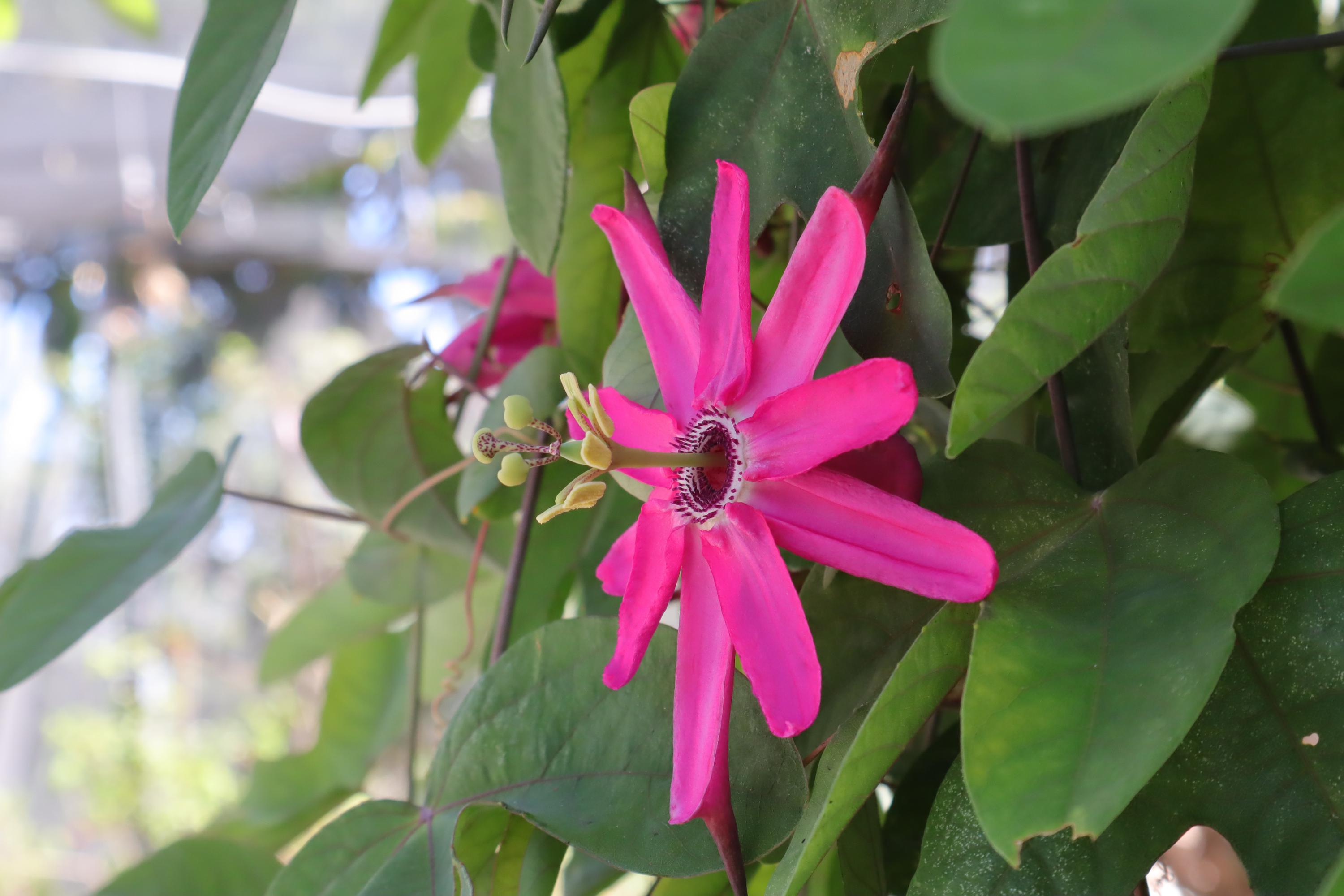 Passiflora Tarapotina (peru) *live Plant 4-inch Pot - Etsy