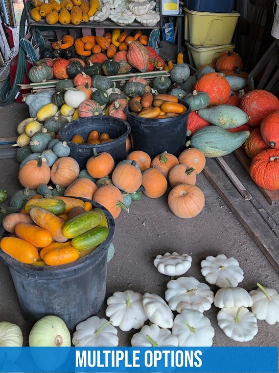 Summer Squash Heirloom and Non-gmo Seeds multiple Varieties | Etsy