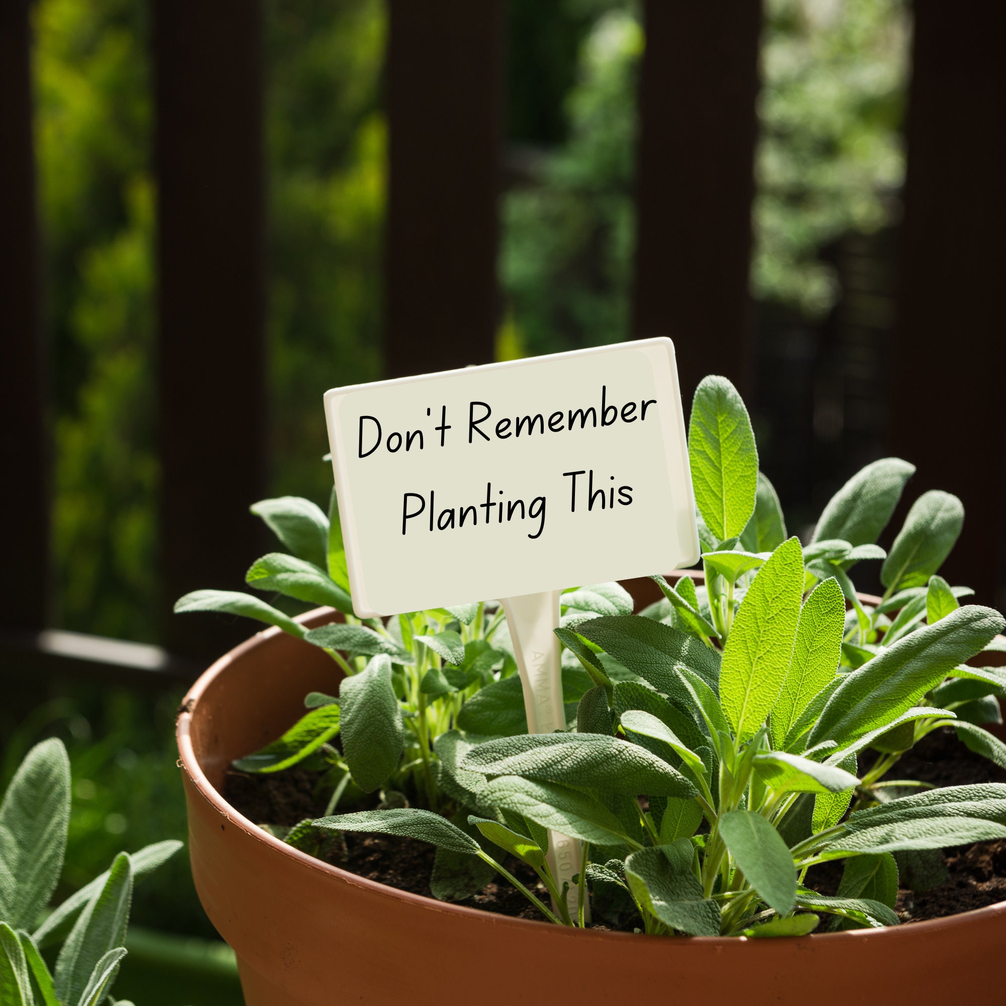 Garden Label SVG Bundle Plant Labels for Vegetable Garden Funny Plant ...