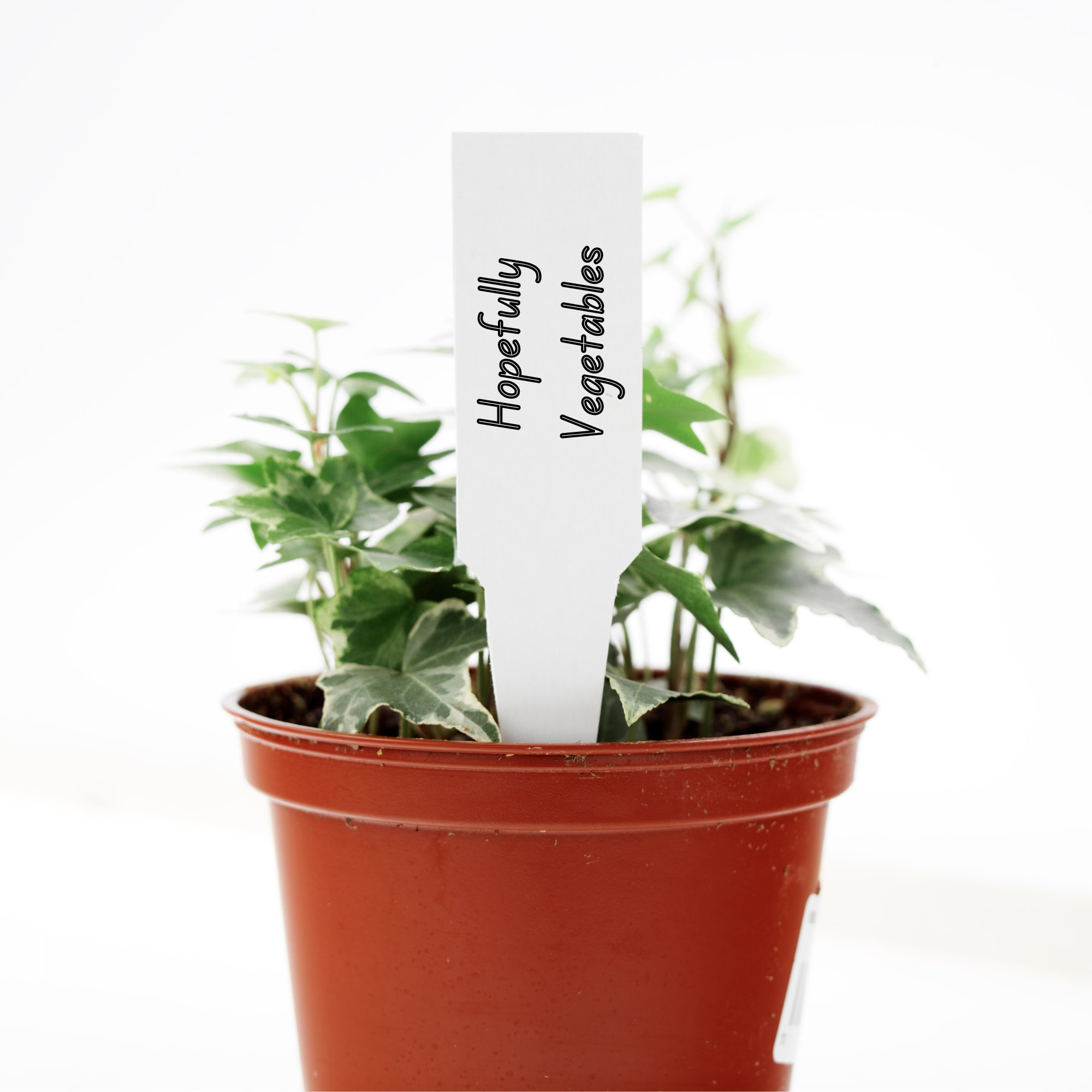 Garden Label SVG Bundle Plant Labels for Vegetable Garden Funny Plant ...