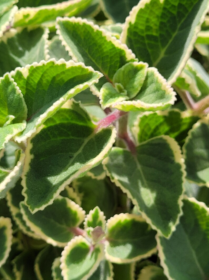 Variegated Cuban Oregano - Etsy