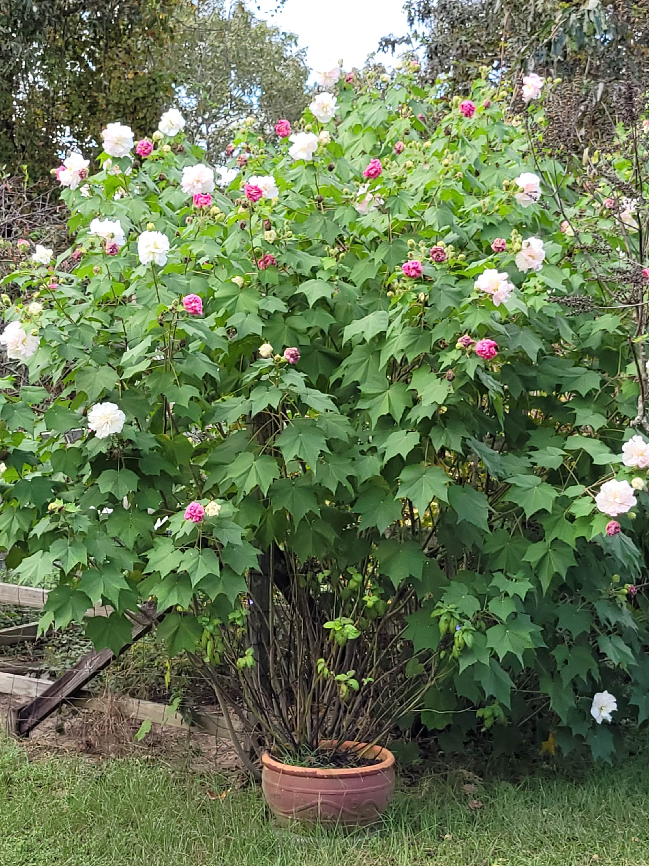 Confederate Rose - Hibiscus Mutabilis - Etsy