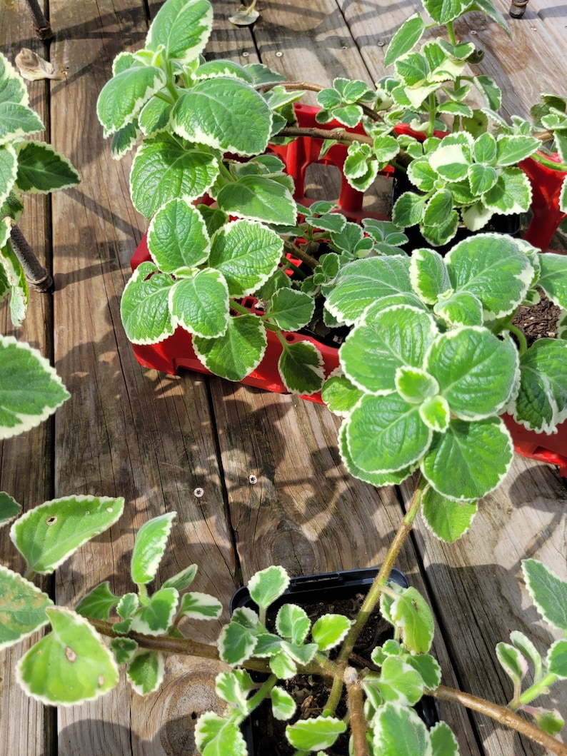 Variegated Cuban Oregano - Etsy