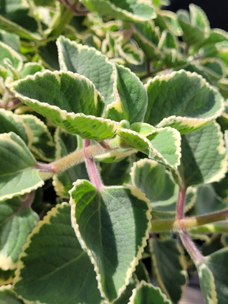 Variegated Cuban Oregano - Etsy