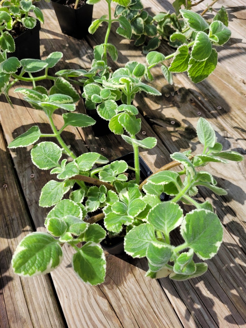 Variegated Cuban Oregano - Etsy