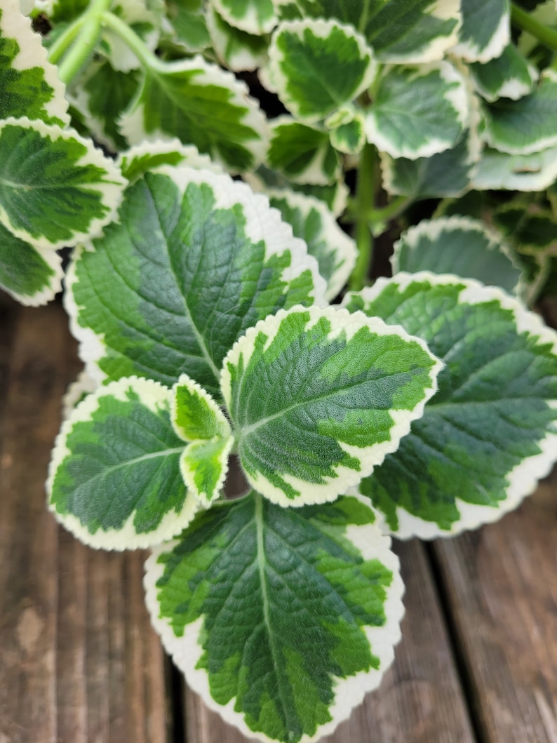 Variegated Cuban Oregano - Etsy