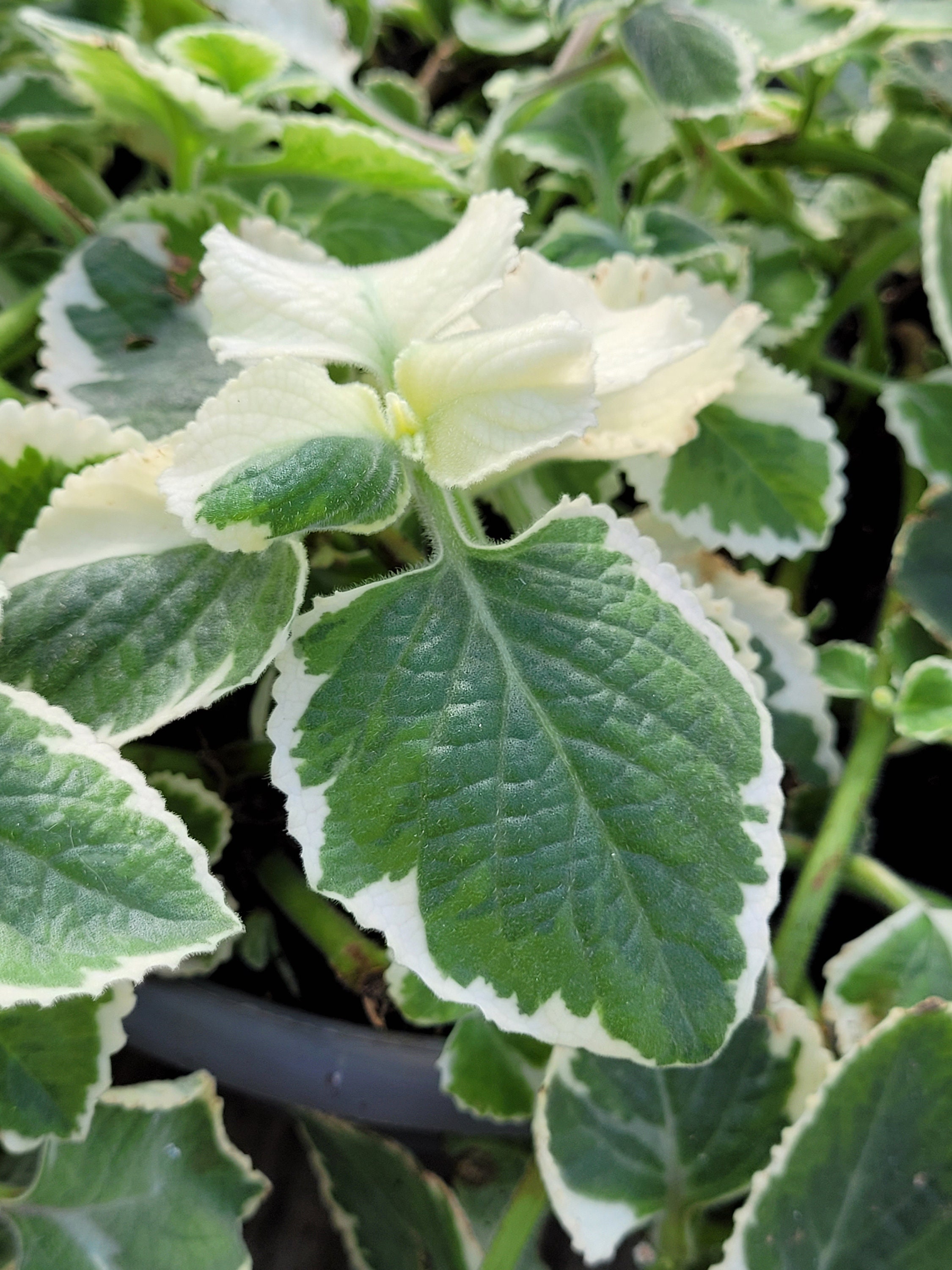 Variegated Cuban Oregano - Etsy