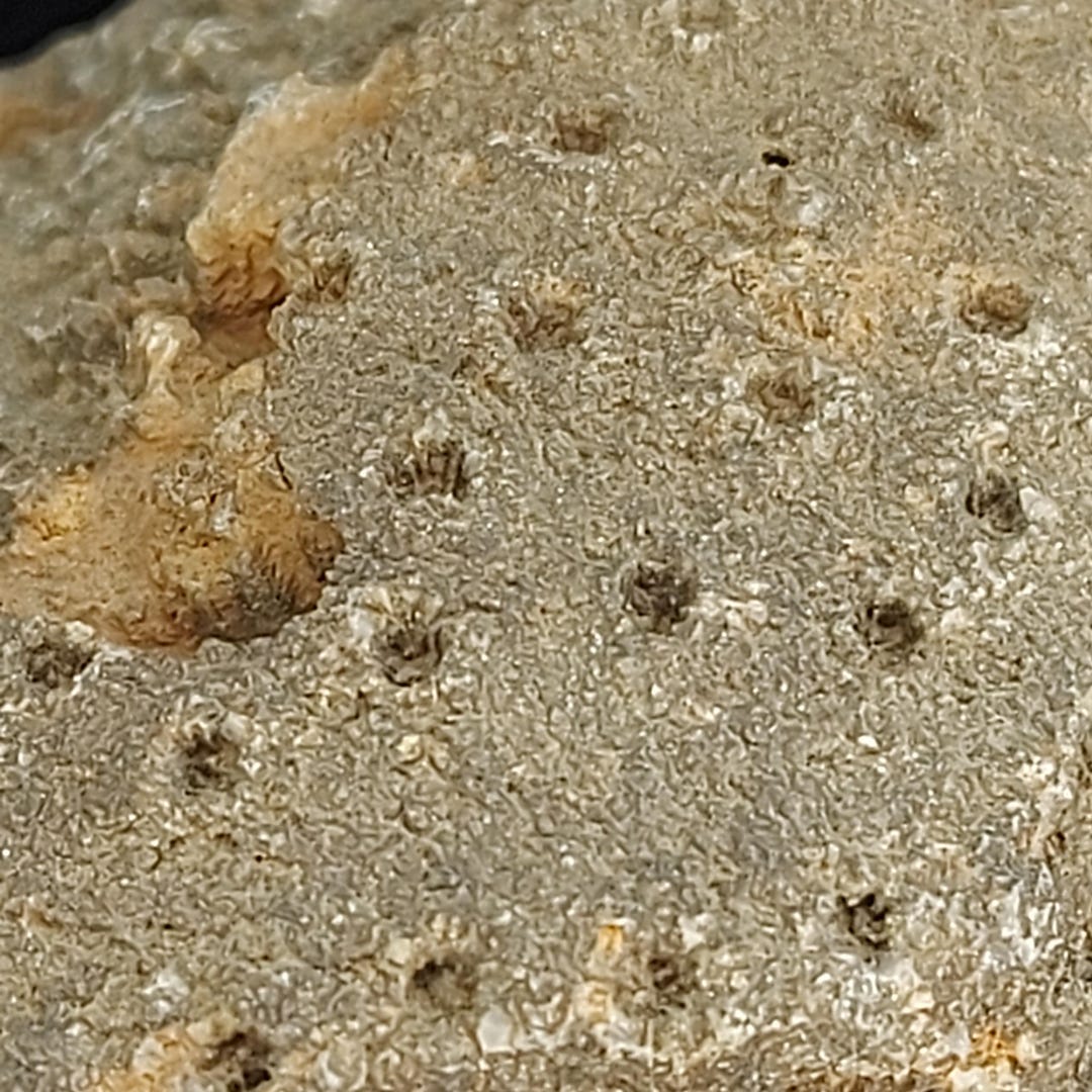 Fossil Honeycomb Coral | Ancient Marine Fossil Specimen | 220g Natural ...