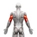 2 Day Arm Hypertrophy Programme - Etsy