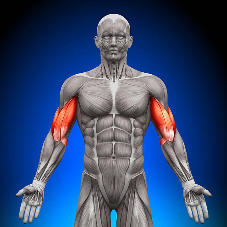 2 Day Arm Hypertrophy Programme - Etsy