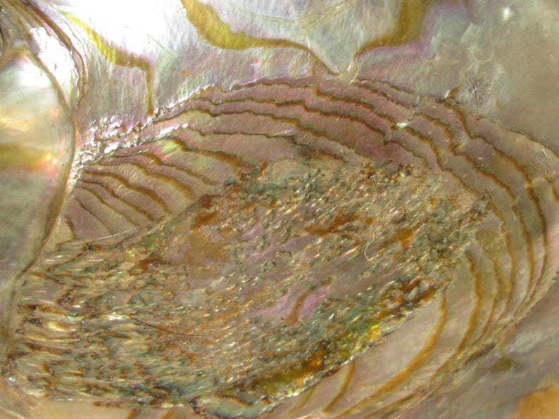 Vintage Abalone Shell Bowl With Feet Tiki Decor Natural Shell Dish 7 X ...