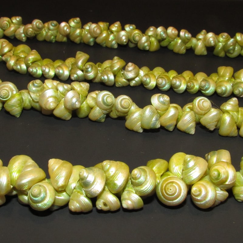 Trochus Shell - Etsy