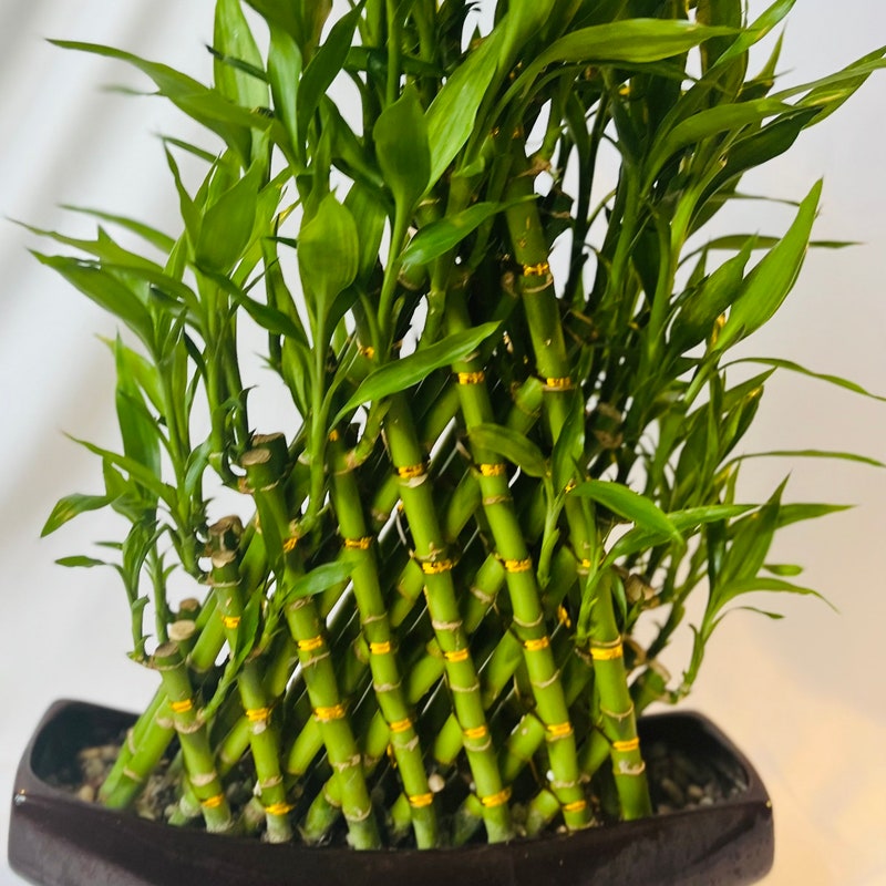 Lucky Bamboo - Etsy