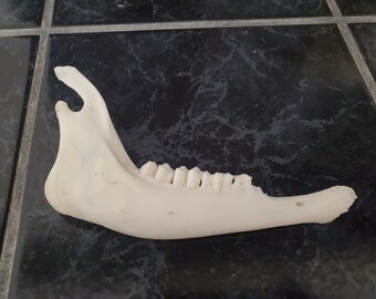 Goat Skull With Jaw - Etsy