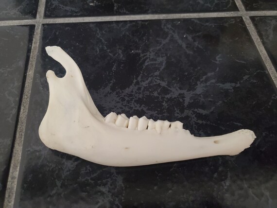 Goat Lower Jaw | Etsy