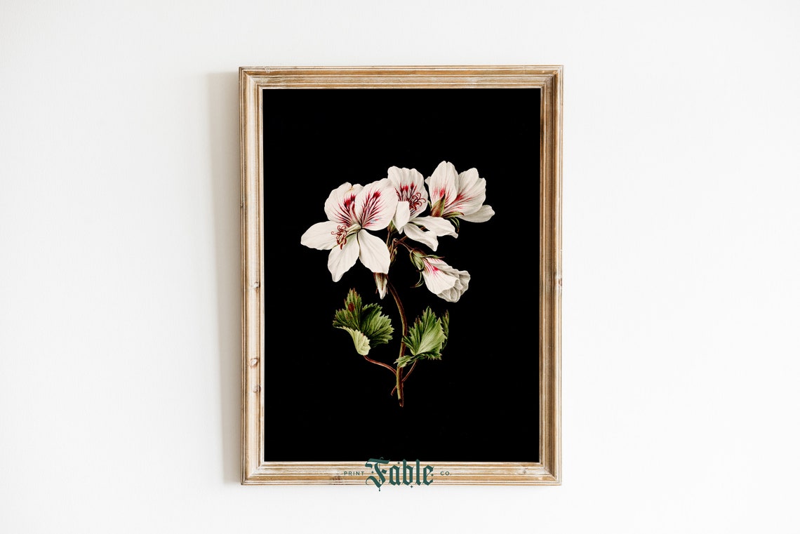Lilies Set of 2 Illustrations Vintage Dark Botanical Prints Printable ...