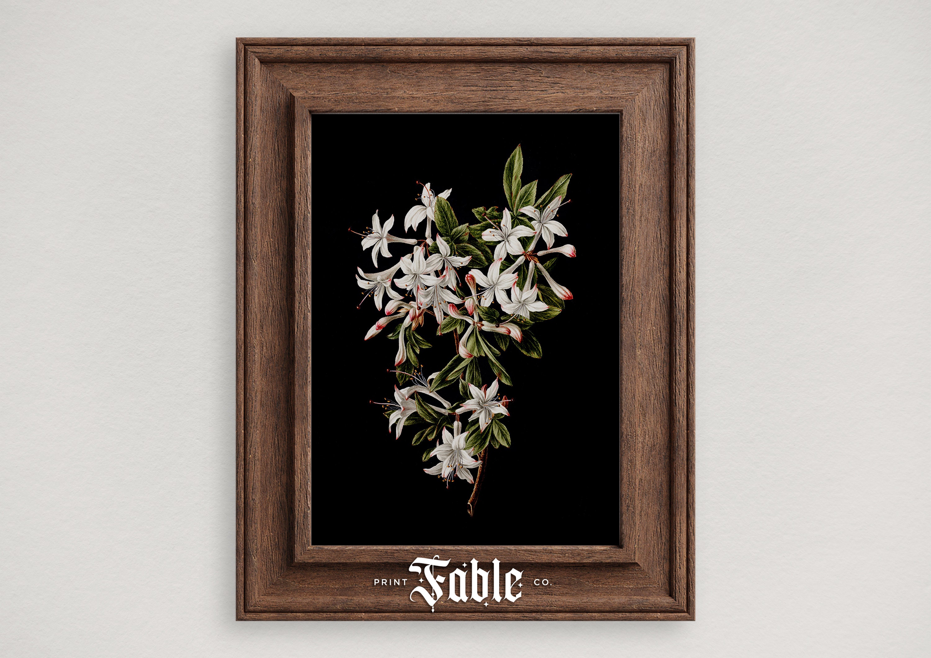 Lilies Set of 2 Illustrations | Vintage Dark Botanical Prints ...