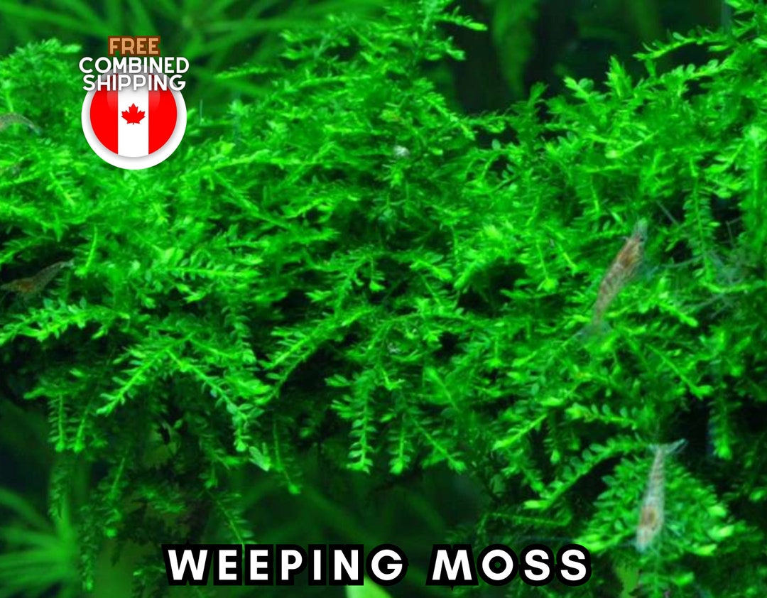 Weeping Moss Aquarium Plants Aquatic Plants Free Combined Shipping ...