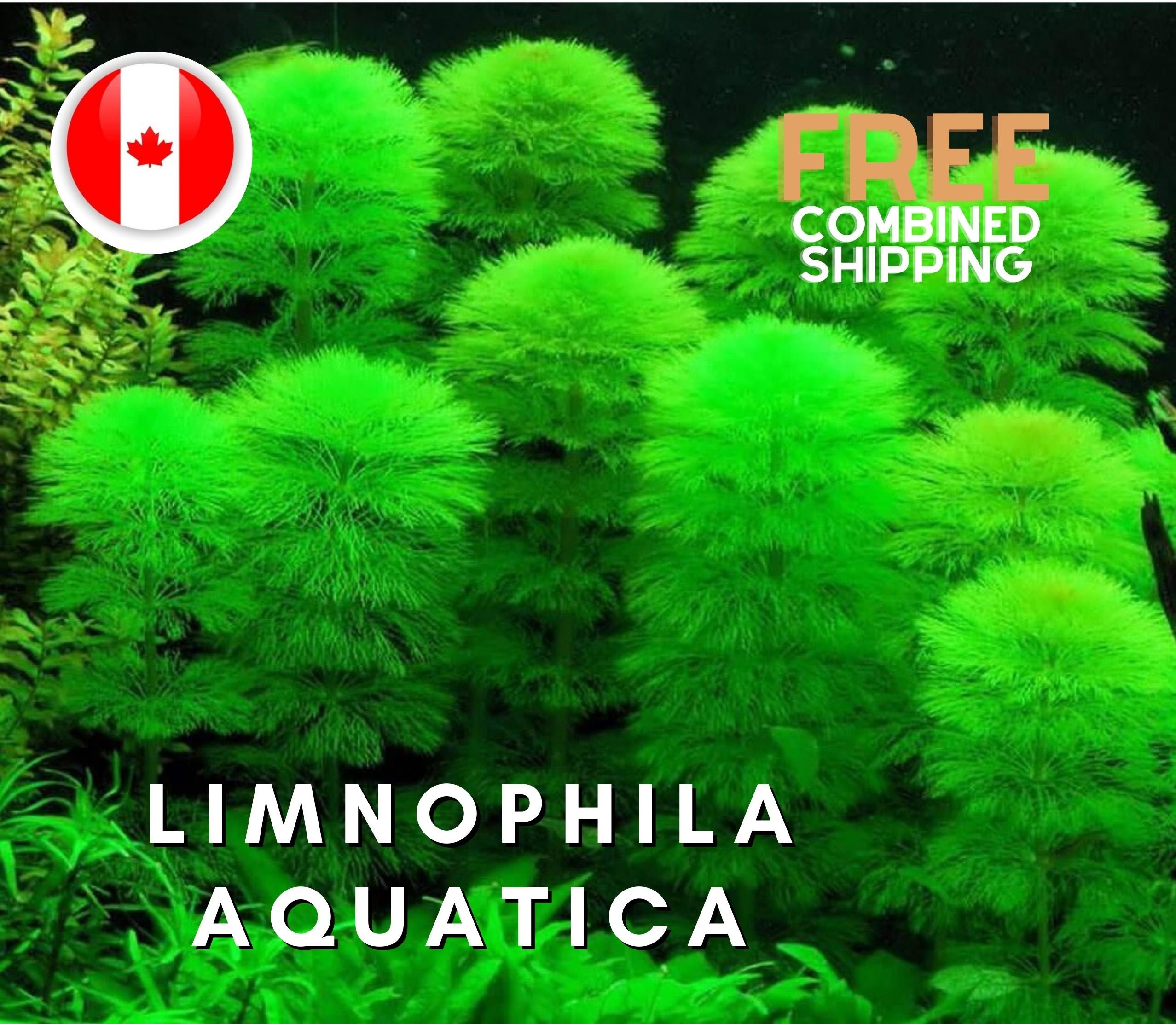 Limnophila Aquatica