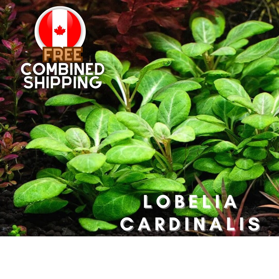Lobelia Cardinalis Aquarium Plants Aquatic Plants Canada - Etsy