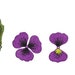 Applique Violet Machine Embroidery Pattern,violet Embroidery,3d Flower ...