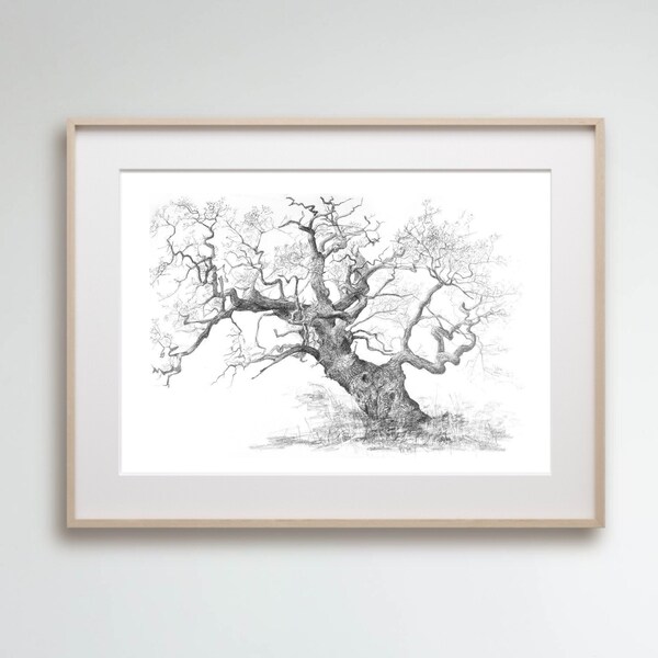 Hand Drawn Oak Tree - Etsy