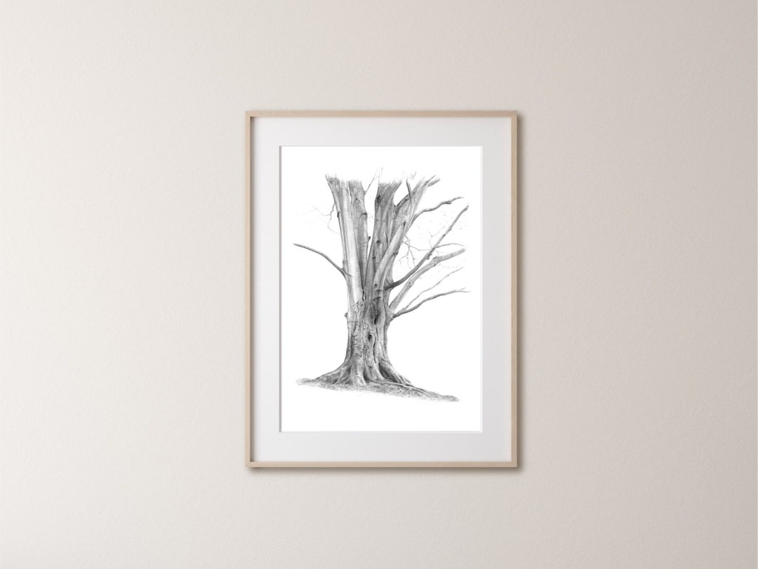 Beech Tree Giclée Print – Hand-drawn Graphite Pencil Art - Etsy