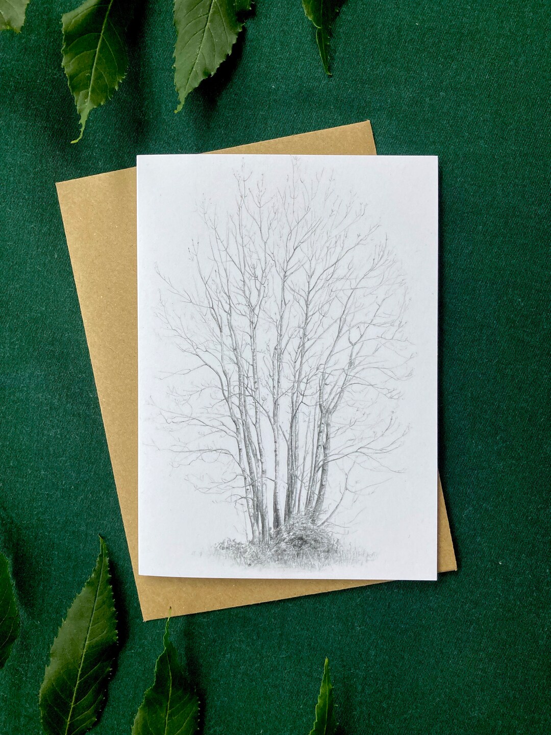 Coppiced Ash Tree Graphite Drawing Greetings Card – Fine Art, Recycled ...