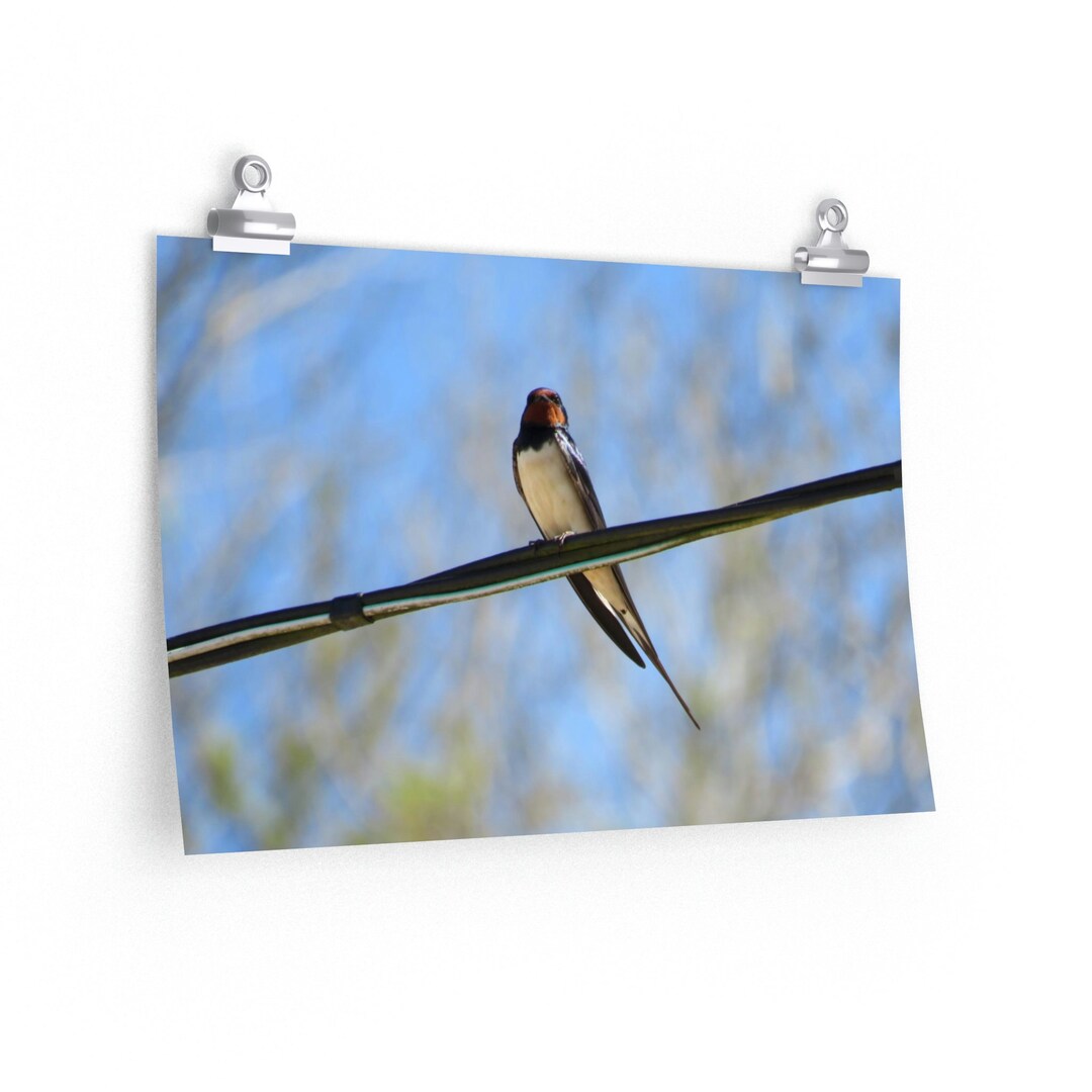 Premium Matte Horizontal Swallow Bird Poster - Etsy