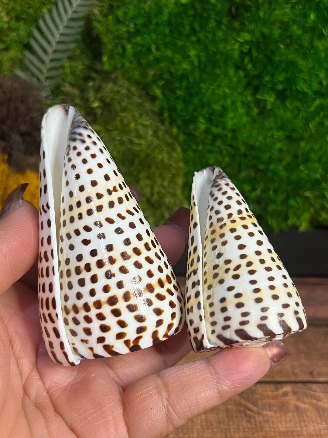 Leopard Cone Shell - Etsy