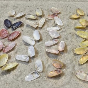 Coquina Sun Ray Shell Pairs (40) - Etsy