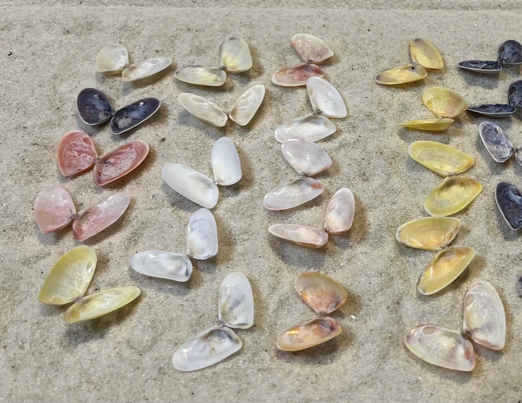 Coquina Sun Ray Shell Pairs (40) - Etsy